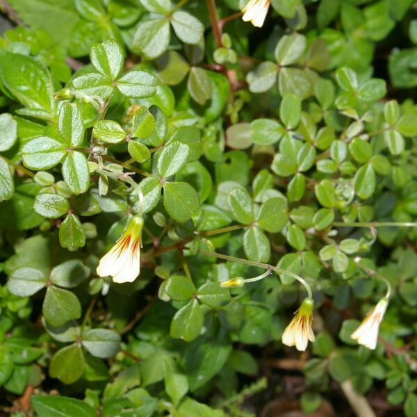 Oxalis Filiformis Plant Care & How to Grow, Water