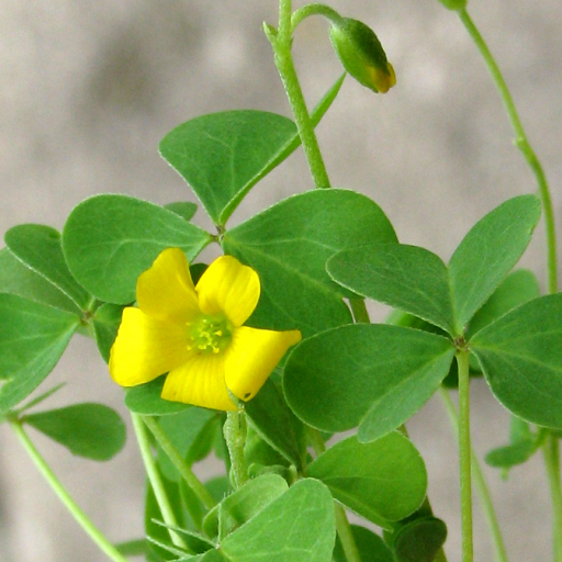Yellow Woodsorrel (Oxalis Fontana) Plant Care & How to Grow, Water