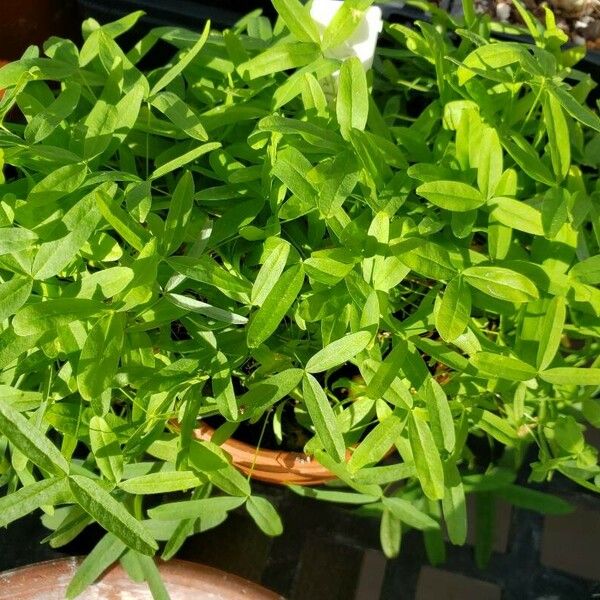 Oxalis Gracilis Care Guide: Water, Soil & Propagation - Plantiary