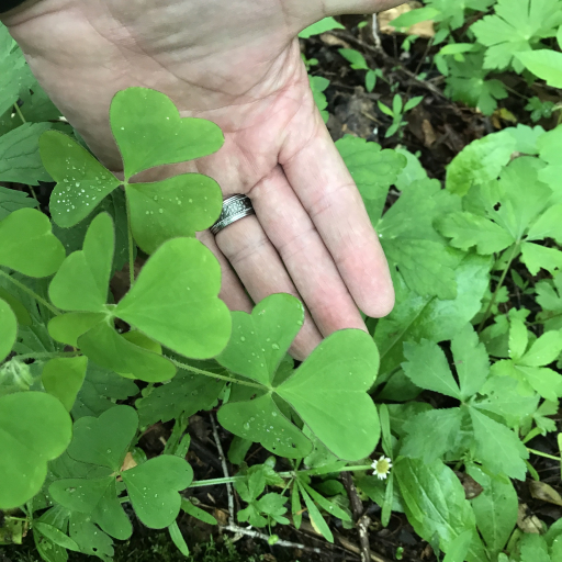 Great Yellow Woodsorrel (Oxalis Grandis) Plant Care & How to Grow, Water