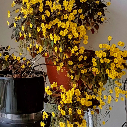 Fire Fern (Oxalis Hedysaroides) Plant Care & How to Grow, Water