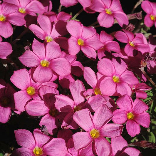 Tropical Woodsorrel (Oxalis Hirta) Plant Care & How to Grow, Water