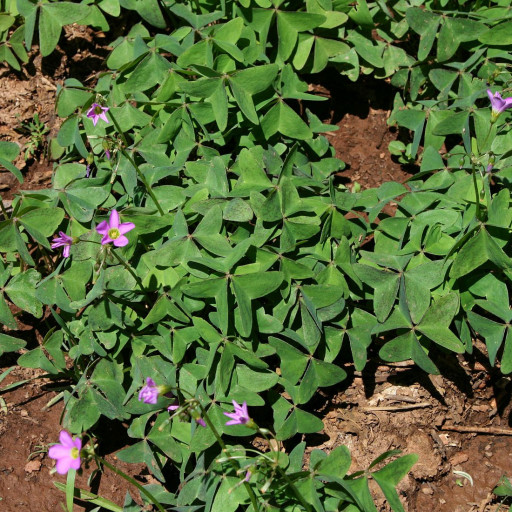 Broadleaf Woodsorrel (Oxalis Latifolia) Plant Care & How to Grow, Water