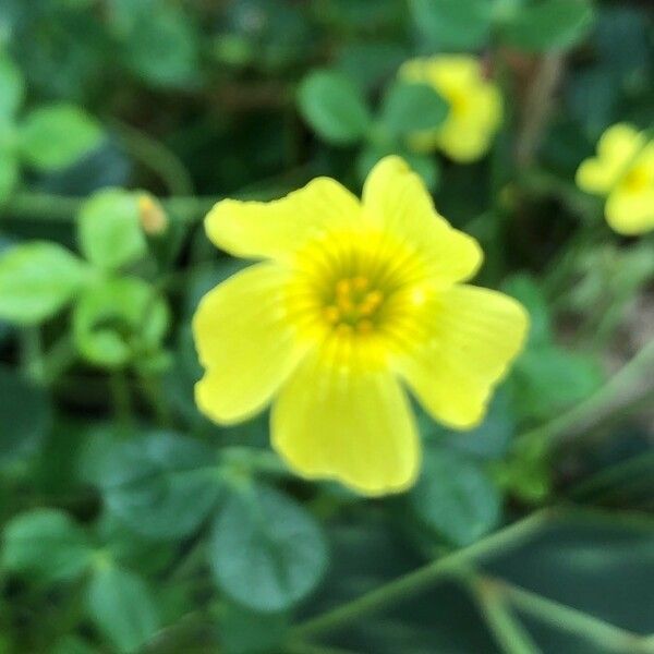 Peruvian Fleshy Yellow-Sorrel (Oxalis Megalorrhiza) Care Guide: Water ...