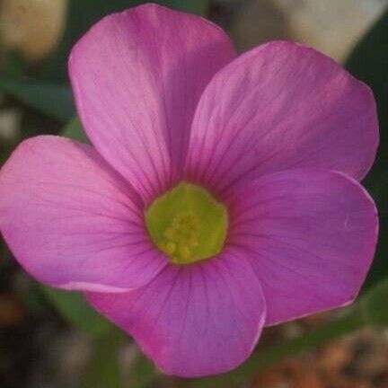 Oneleaf Sorrel (Oxalis Monophylla) Plant Care & How to Grow, Water