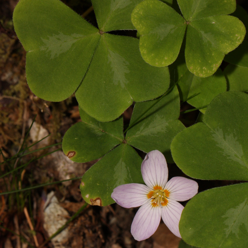 Redwood-sorrel (Oxalis Oregana) Plant Care & How to Grow, Water