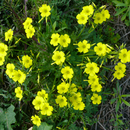 Bermuda-Buttercup (Oxalis Pes-caprae) Plant Care & How to Grow, Water