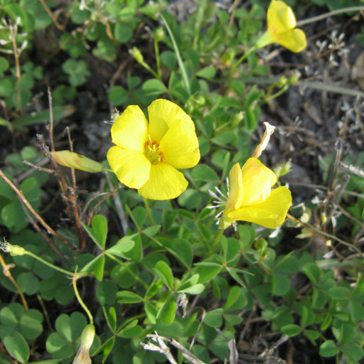 Tufted Yellow Woodsorrel (Oxalis Priceae) Plant Care & How to Grow, Water