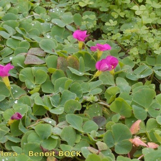 Oxalis Purpurata Plant Care & How to Grow, Water