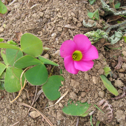 Round-Leaf Wood-Sorrel (Oxalis Purpurea) Plant Care & How to Grow, Water