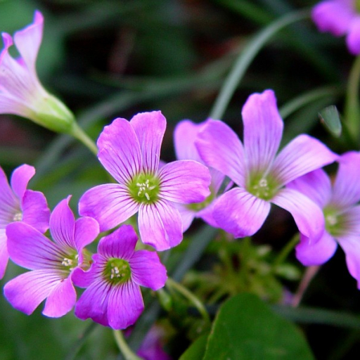 Oxalis Rubra Plant Care & How to Grow, Water