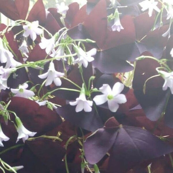 False Shamrock (Oxalis Triangularis A. St.-Hil.) Plant Care & How to ...