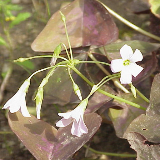 False Shamrock (Oxalis Triangularis) Plant Care & How to Grow, Water