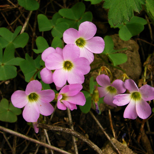 Violet Woodsorrel (Oxalis Violacea) Plant Care & How to Grow, Water