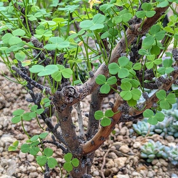 Oxalis Virgosa Plant Care & How to Grow, Water