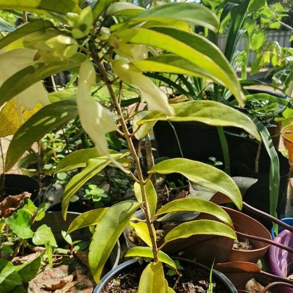 Oxera Brevicalyx Plant Care & How to Grow, Water