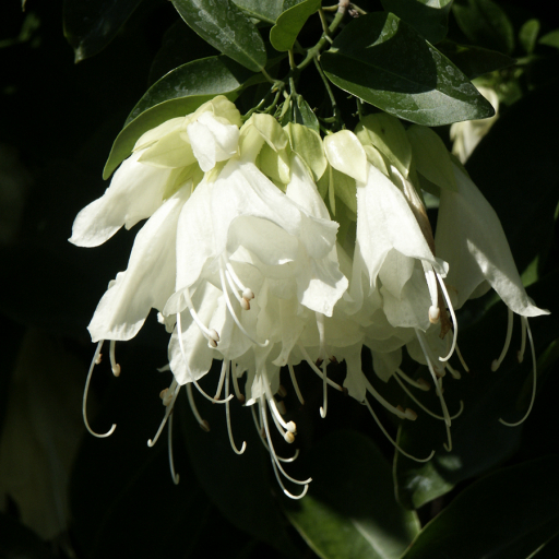 Oxera Crassifolia Plant Care & How to Grow, Water