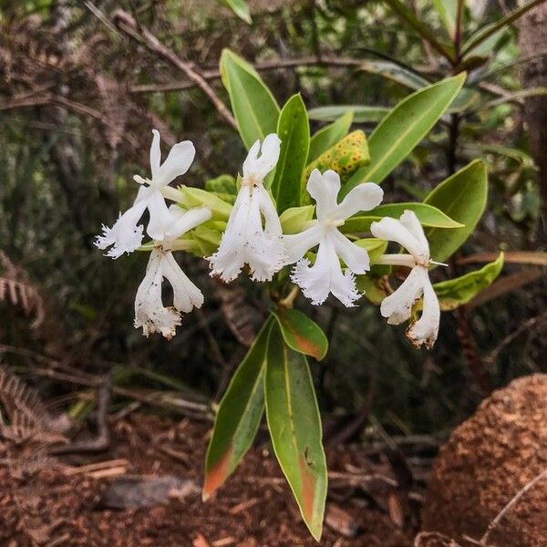 Oxera Neriifolia Care Guide: Water, Soil & Propagation - Plantiary