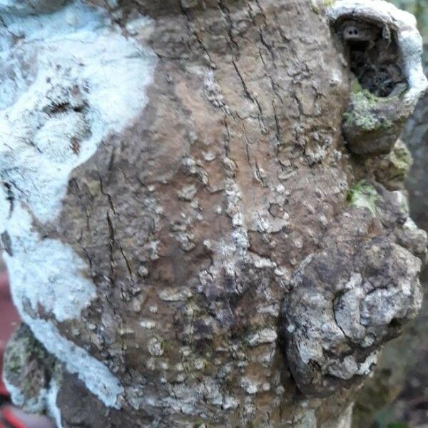 Oxera Subverticillata Plant Care & How to Grow, Water