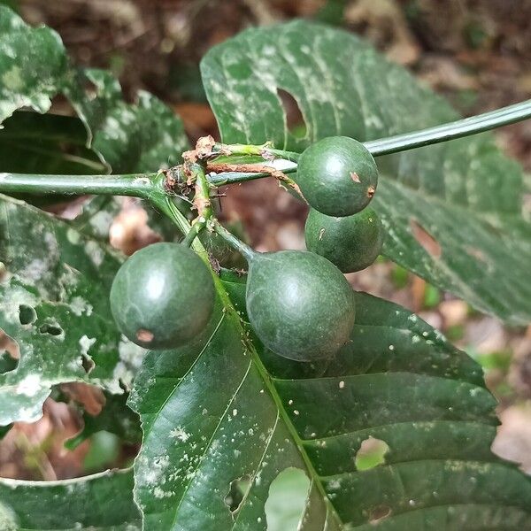 Whipstick Loquat (Oxyanthus Speciosus) Plant Care & How to Grow, Water