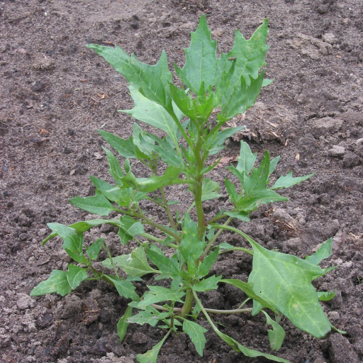 Pigweed (Oxybasis Rubra) Plant Care & How to Grow, Water