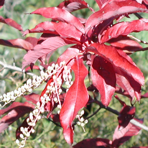 Sourwood (Oxydendrum Arboreum) Plant Care & How to Grow, Water