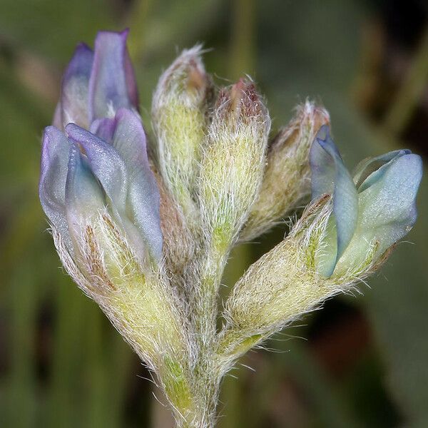 Nodding Locoweed (Oxytropis Deflexa) Plant Care & How to Grow, Water