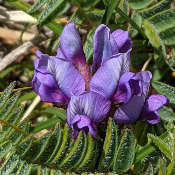 Mountain Milkvetch (Oxytropis Montana) Plant Care & How to Grow, Water