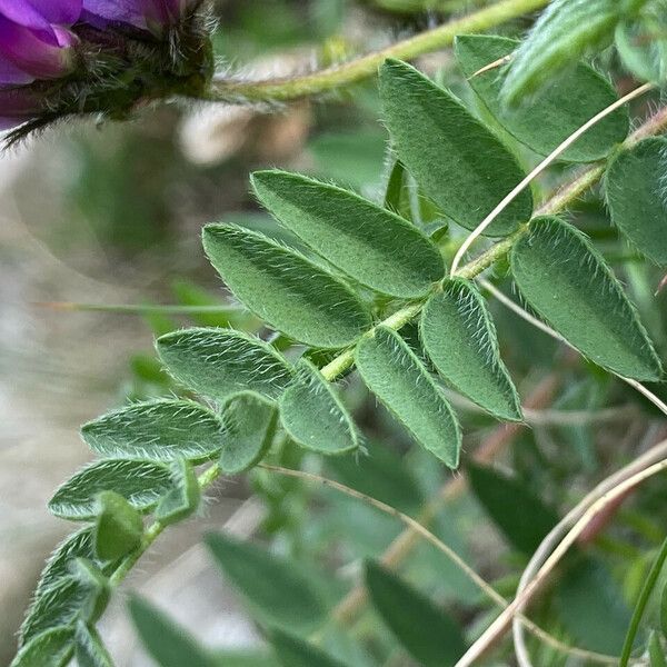 Samnitic Milk Vetch (Oxytropis Neglecta) Plant Care & How to Grow, Water