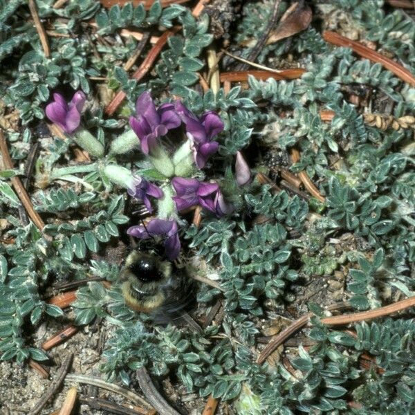 Mountain Oxytrope (Oxytropis Oreophila) Plant Care & How to Grow, Water