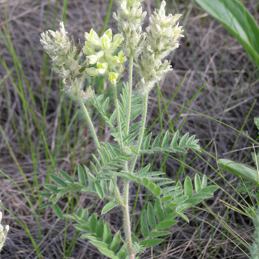 Hairy Milk Vetch (Oxytropis Pilosa) Plant Care & How to Grow, Water