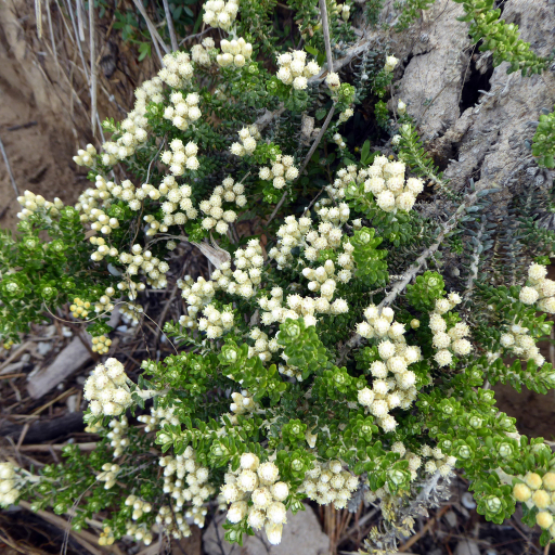 Cottonwood (Ozothamnus Leptophyllus) Plant Care & How to Grow, Water