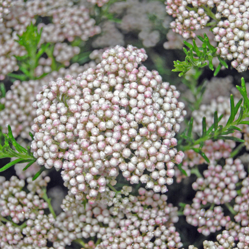 Ozothamnus Rosmarinifolius Plant Care & How to Grow, Water