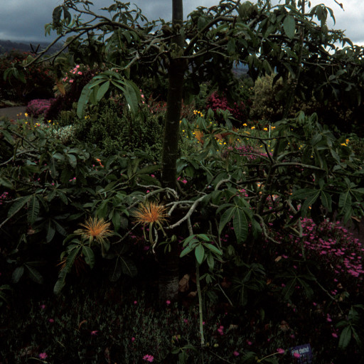 Money Tree (Pachira Aquatica) Plant Care & How to Grow, Water