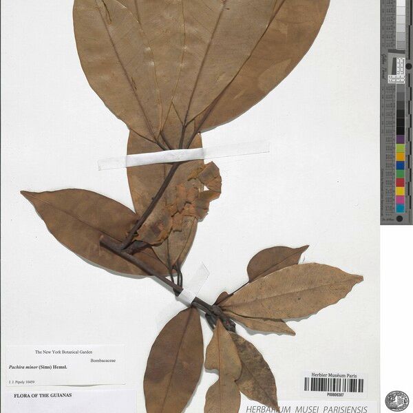 Pachira Minor Care Guide: Water, Soil & Propagation - Plantiary
