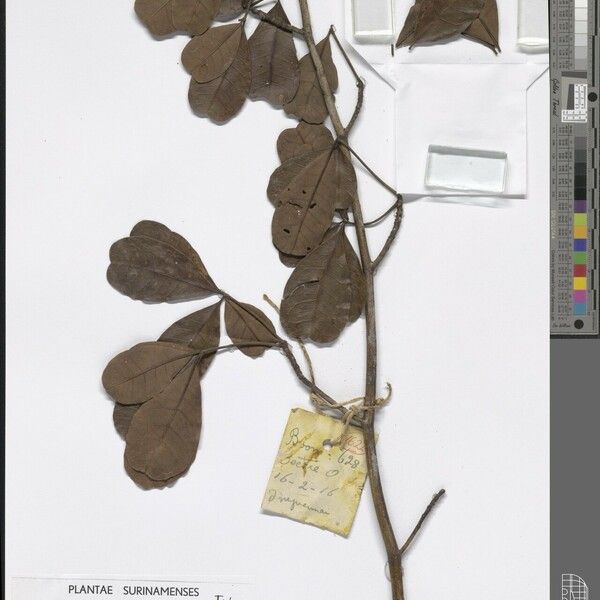 Pachira Nervosa Care Guide: Water, Soil & Propagation - Plantiary