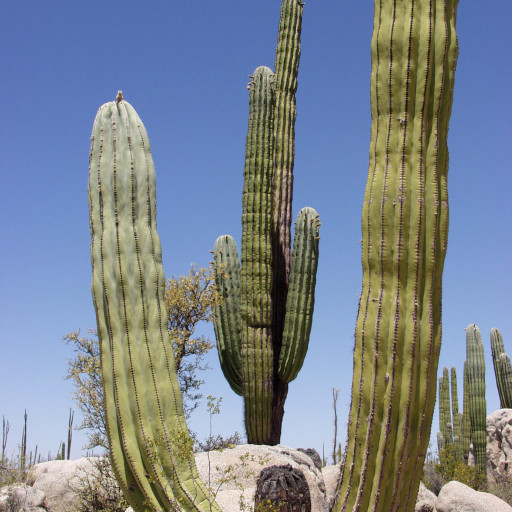 Elephant Cactus (Pachycereus Pringlei) Plant Care & How to Grow, Water