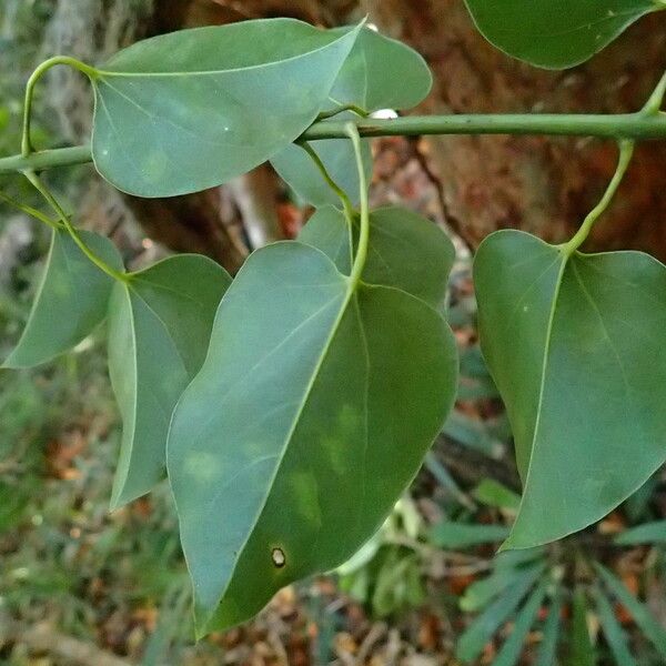 Pachygone Loyaltiensis Care Guide: Water, Soil & Propagation - Plantiary
