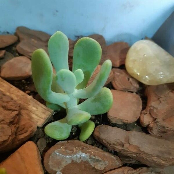 Pachyphytum Garciae Care Guide: Water, Soil & Propagation - Plantiary