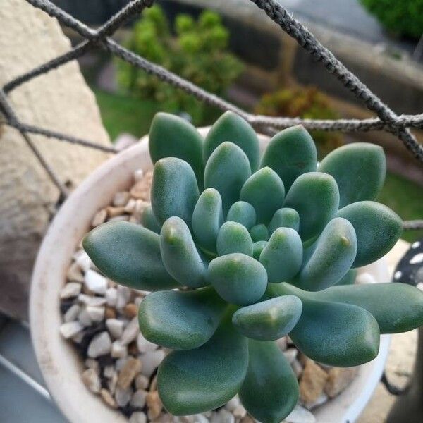 Pachyphytum Longifolium Plant Care & How to Grow, Water