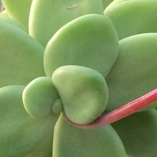Pachyphytum Rogeliocardenasii Care Guide: Water, Soil & Propagation ...