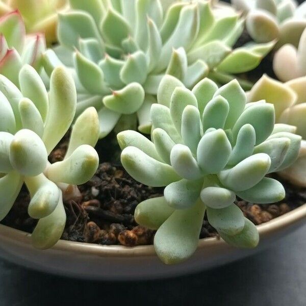 Pachyphytum Baby Fingers (Pachyphytum Rzedowskii) Care Guide: Water ...
