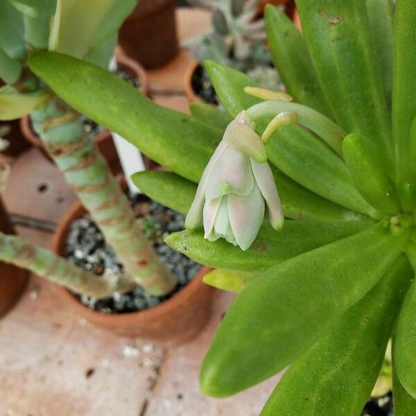 Pachyphytum Viride Plant Care & How to Grow, Water