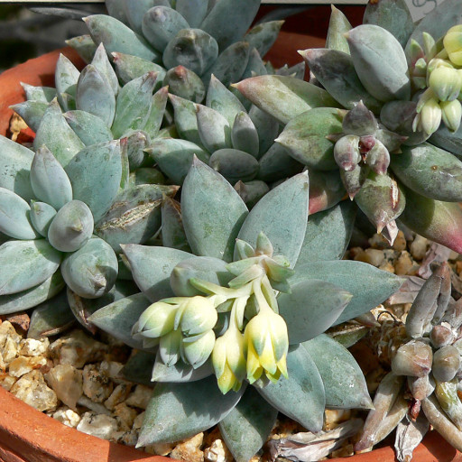 Pachyphytum Care Guide: Water, Soil & Propagation - Plantiary