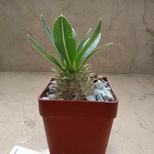 Pachypodium Eburneum Plant Care & How to Grow, Water