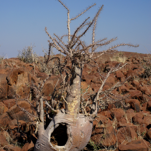 Bottle Tree (Pachypodium Lealii) Plant Care & How to Grow, Water