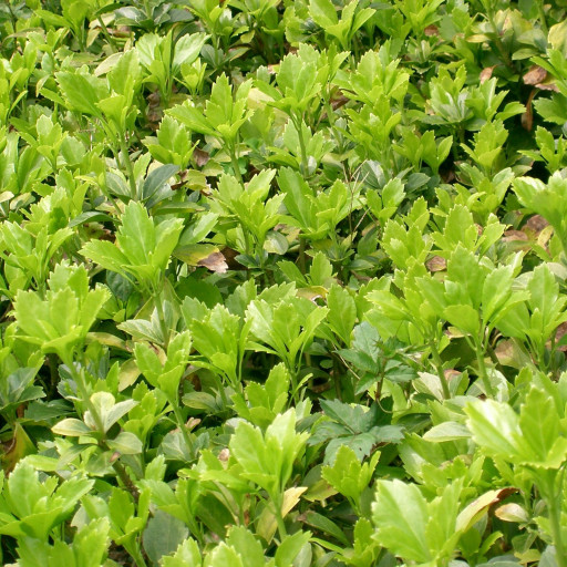 Japanese Pachysandra (Pachysandra Terminalis) Plant Care & How to Grow ...
