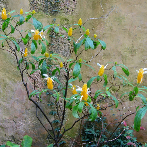 Lollipop (Pachystachys Lutea) Plant Care & How to Grow, Water