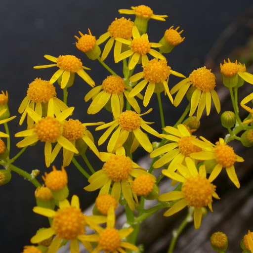 Small's Ragwort (Packera Anonyma) Plant Care & How to Grow, Water