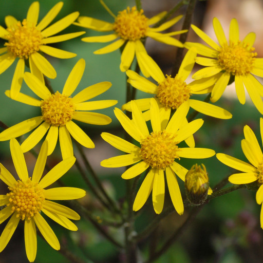 Golden Ragwort (Packera Aurea) Plant Care & How to Grow, Water